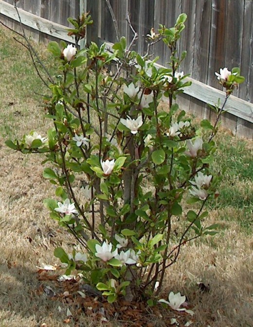 Give a Christmas Tree Gift - christmastimetreasures.com